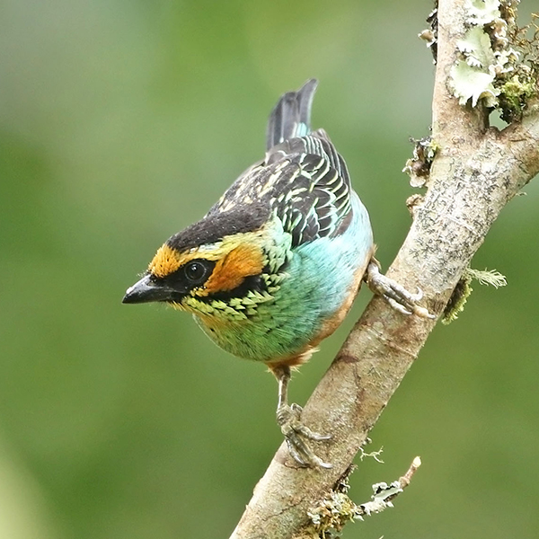 Nature Colombia | customizations