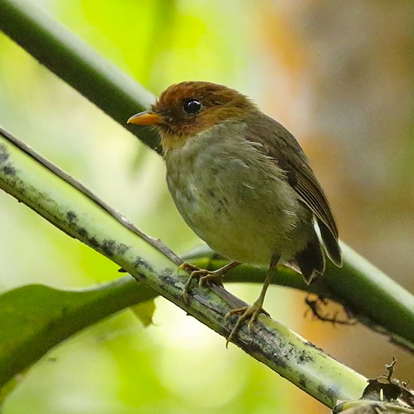 Nature Colombia | customizations